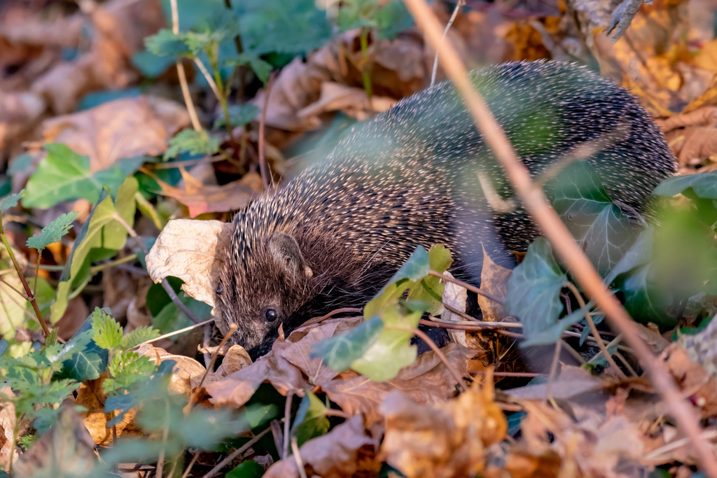 Northern White-breasted Hedgehog from Cluj-Napoca, Romania on November ...