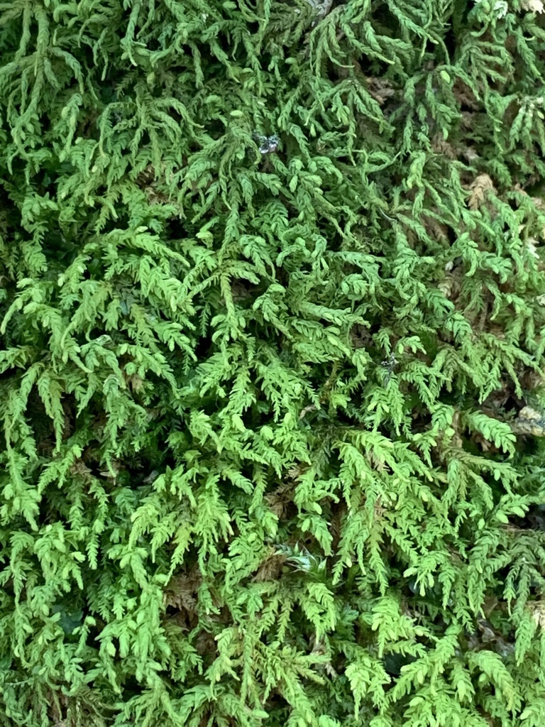 tree-skirt moss from Gatineau Park, Chelsea, QC, CA on November 6, 2022 ...