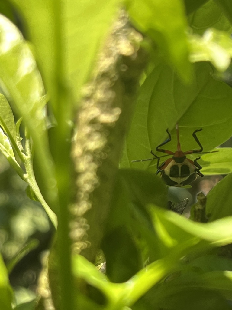 Florida Predatory Stink Bug from San Cristóbal Lachirioag, OAX, MX on ...