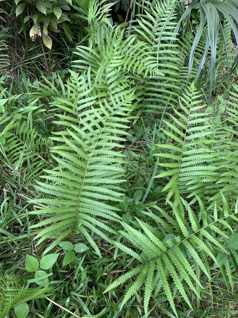 Swamp Shield-fern from Easterlin Park, Oakland Park, FL, US on November ...
