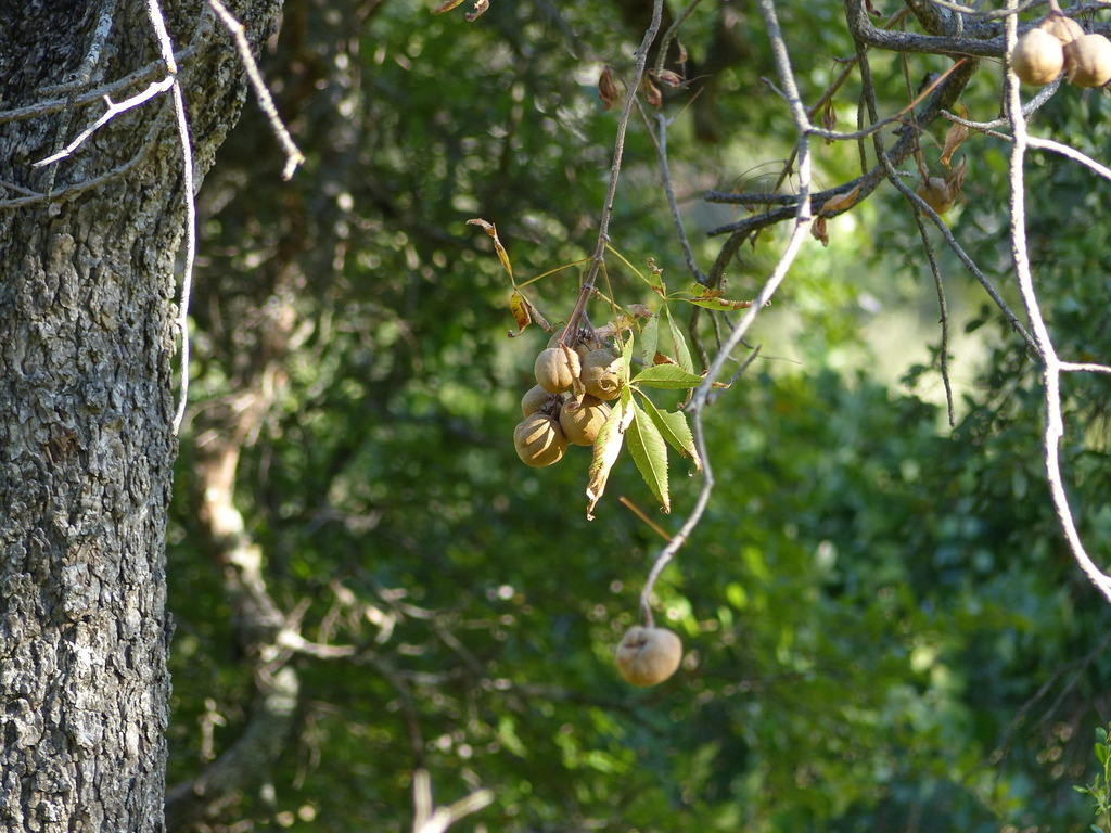 Texas Buckeye from Llano County, TX, USA on September 30, 2022 at 09:38 ...