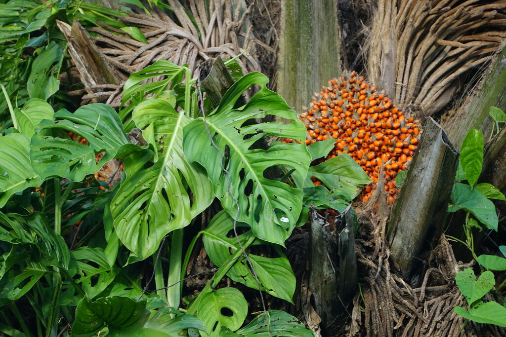 Swiss cheese-plant from Darién, Panama on August 24, 2022 at 05:06 PM ...