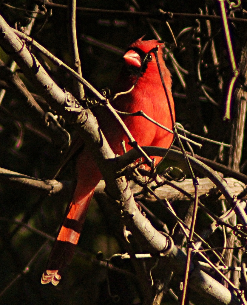 Northern Cardinal from Lewisville, TX, USA on November 05, 2022 at 09: ...