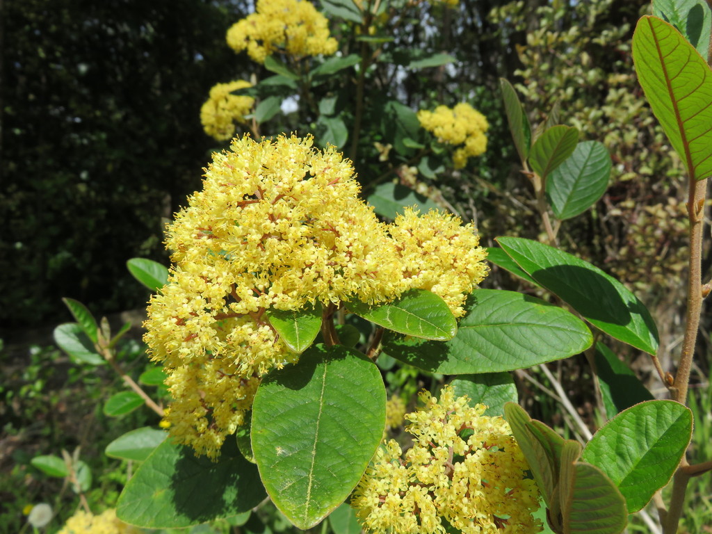 Kumarahou (Plants of Tiritiri Matangi ) · iNaturalist