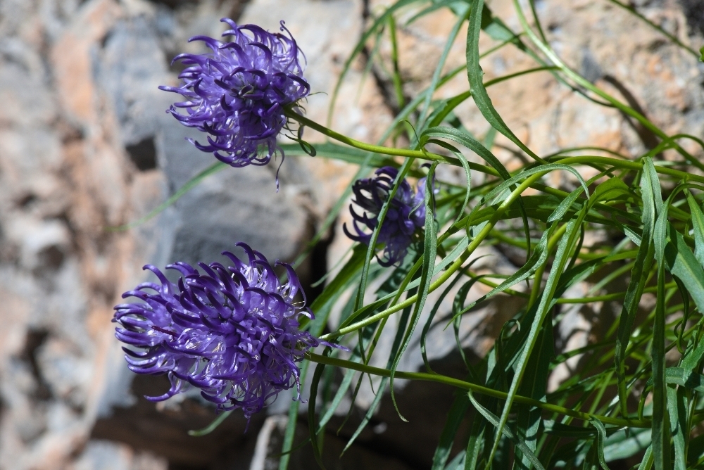 (Phyteuma charmelii) - Botanical Realm