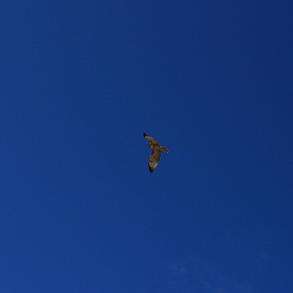 Red-tailed Hawk from Juárez Municipality, Chihuahua, Mexico on November ...