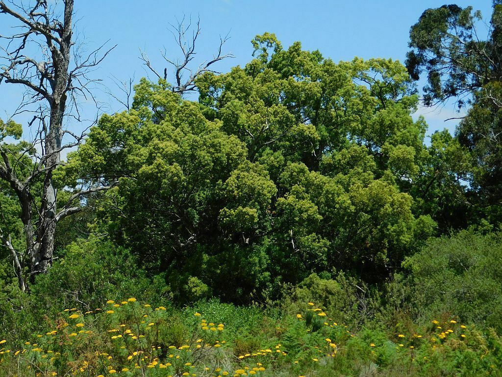 Camphor Tree from GSB 2022 Genadendal, 7234, South Africa on October 31 ...