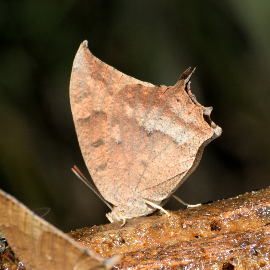 Tropical Leafwing from Mission, TX, USA on October 29, 2022 at 01:05 PM ...