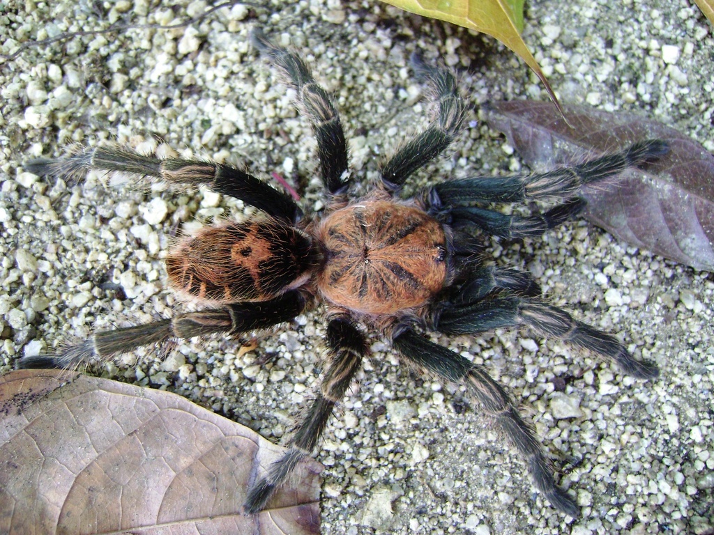 Tiger Rump Tarantulas (Tarantula guide of the World) · iNaturalist
