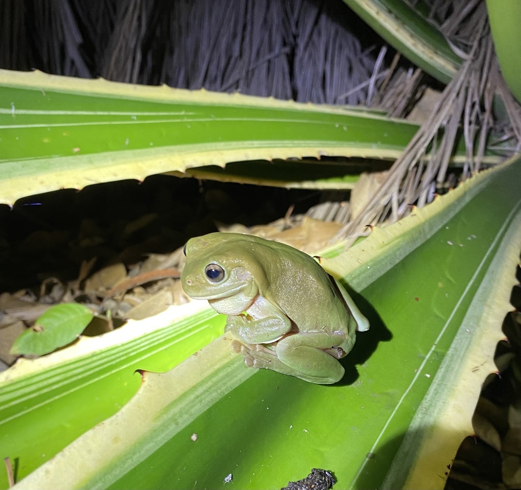 Australian Green Tree Frog from Stanton Tce, North Ward, QLD, AU on ...