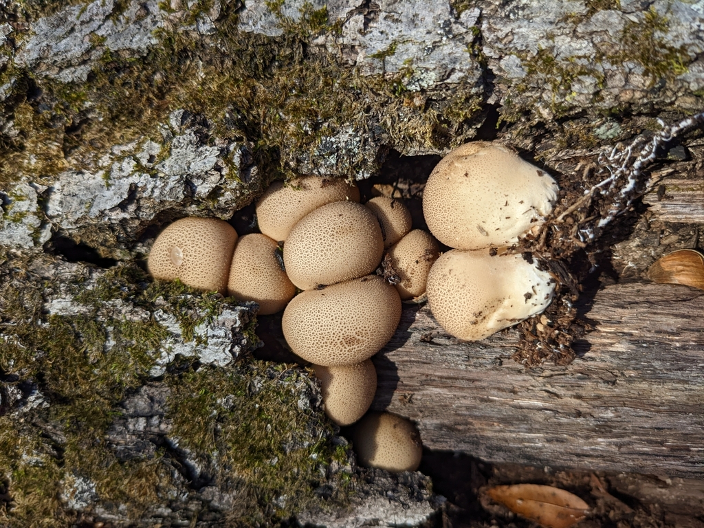 Pear-shaped Puffball from Polk Township, IL, USA on November 06, 2022 ...