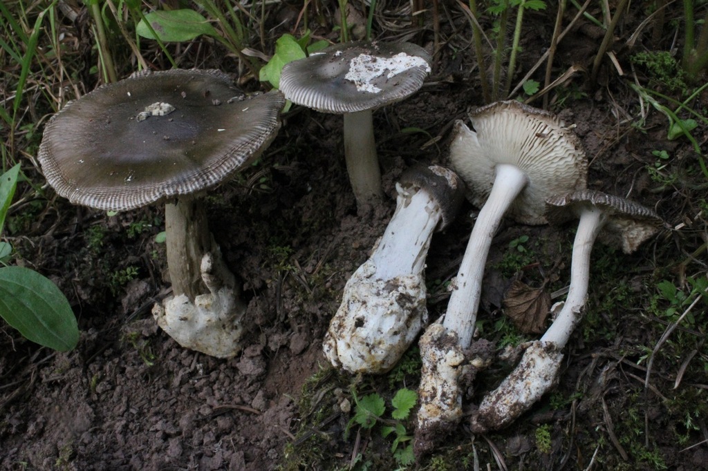 Amanita sect. Vaginatae from New World Gulch, Montana 59715, USA on ...