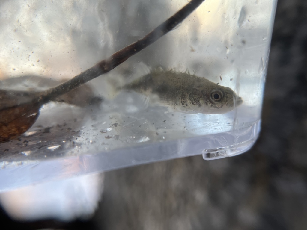 Prickly nine-spined Stickleback from Spenard Rd, Anchorage, AK, US on ...