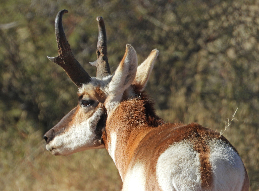 Pronghorn from Jeff Davis County, TX, USA on November 06, 2022 at 10:03 ...