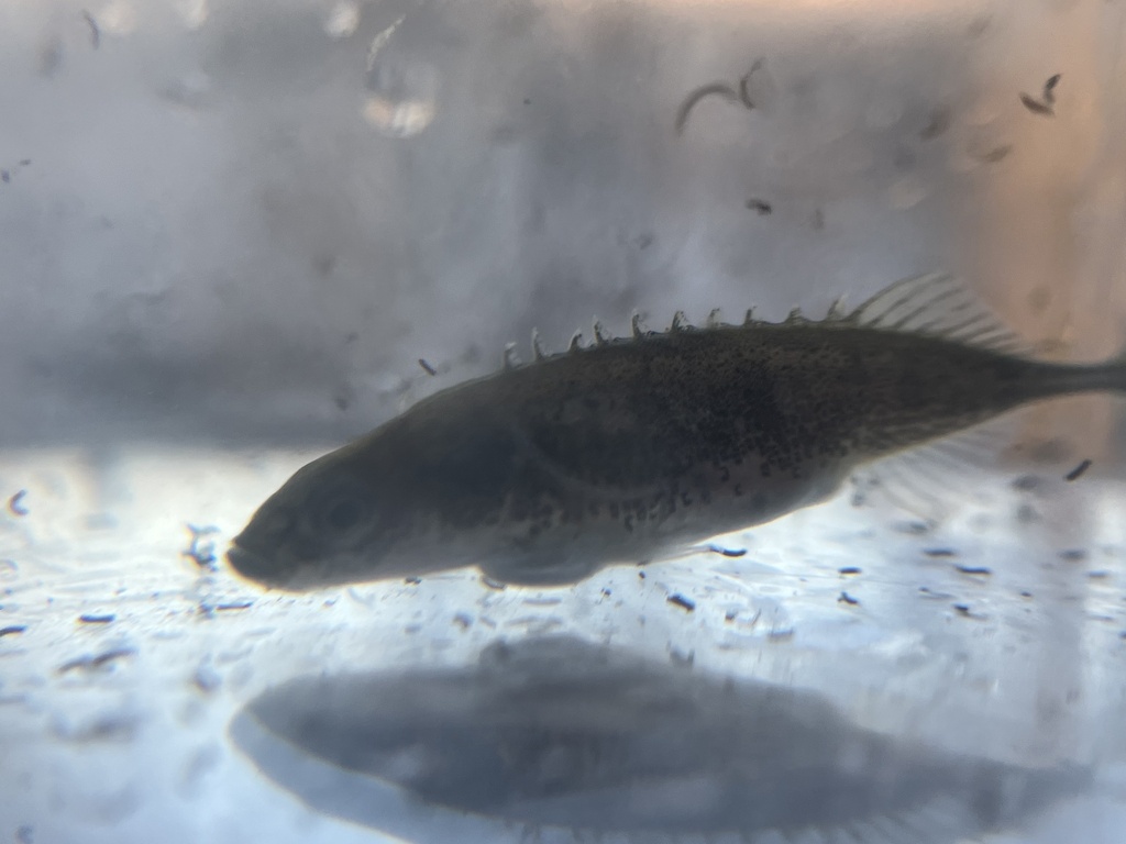 Prickly nine-spined Stickleback from Spenard Rd, Anchorage, AK, US on ...
