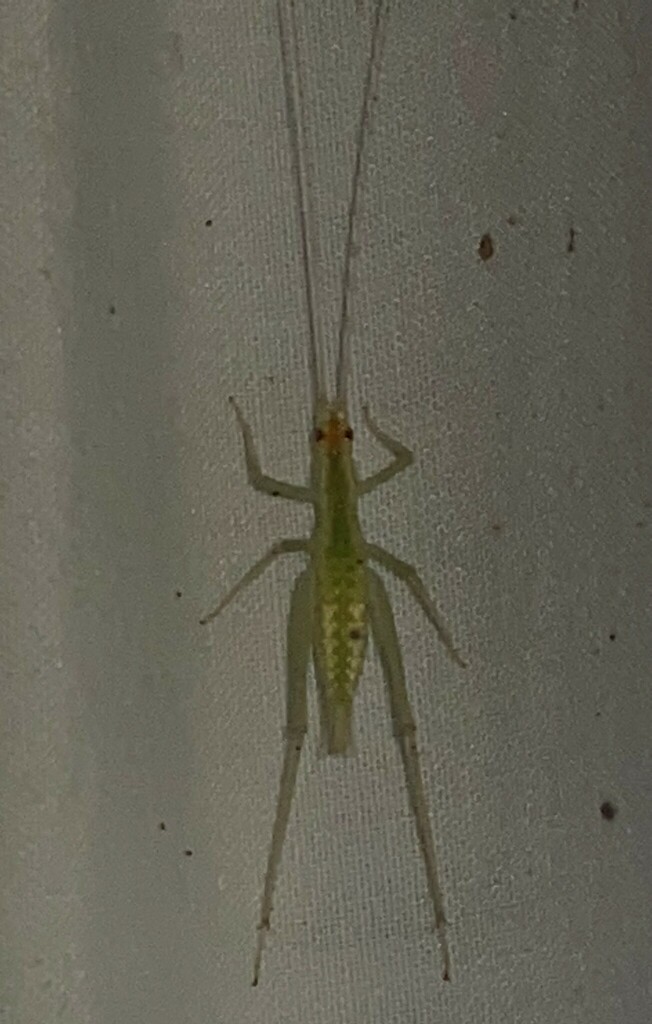 Common Tree Crickets from Along Ijams Branch, off of Co. Rd. 275 ...