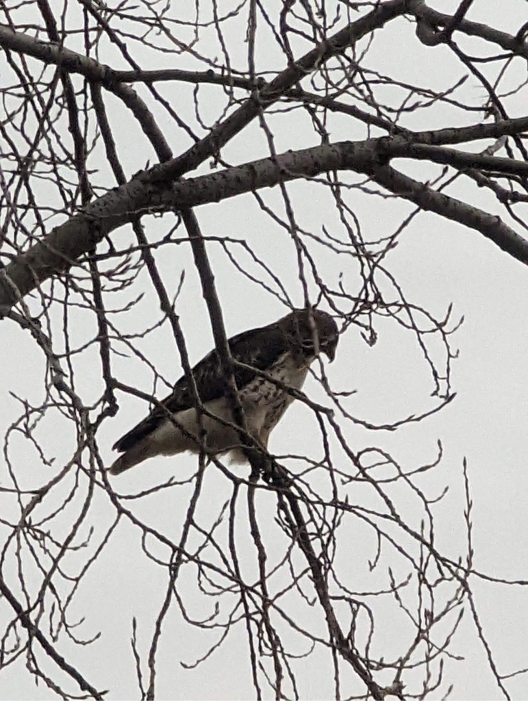 Red-tailed Hawk from Major's Hill Park, Ottawa, ON, CA on November 6 ...
