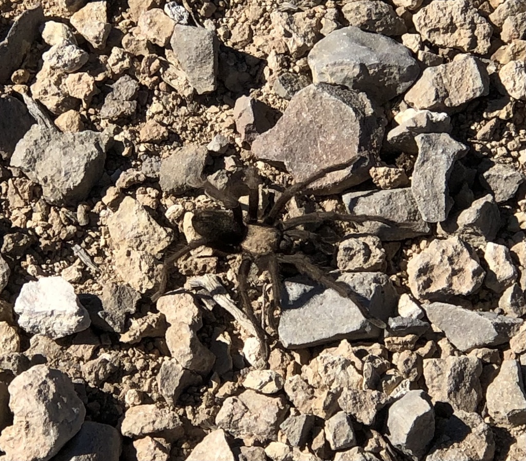Desert Tarantula from Red Rock Canyon National Conservation Area, Las ...