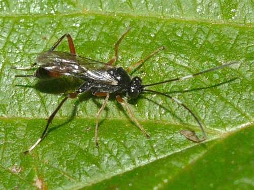 Trychosis sulcata · iNaturalist