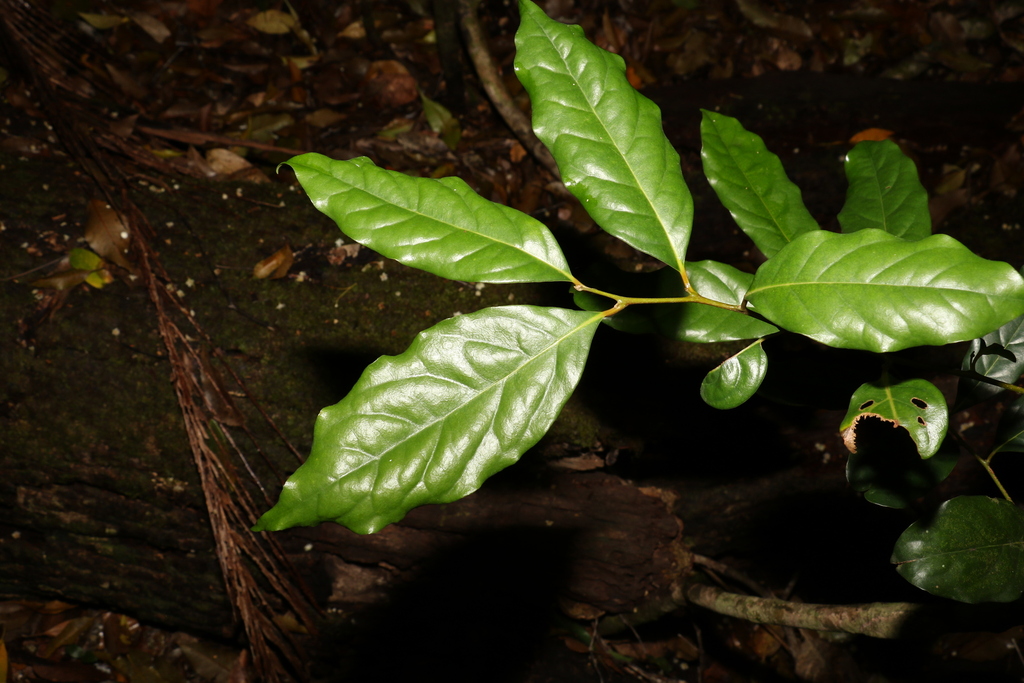 Cryptocarya macdonaldii from Cooloola (excl. Gympie), Great Sandy ...
