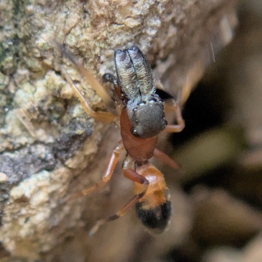 Myrmarachne formicaria from Wayne County, NY, USA on November 5, 2022 ...