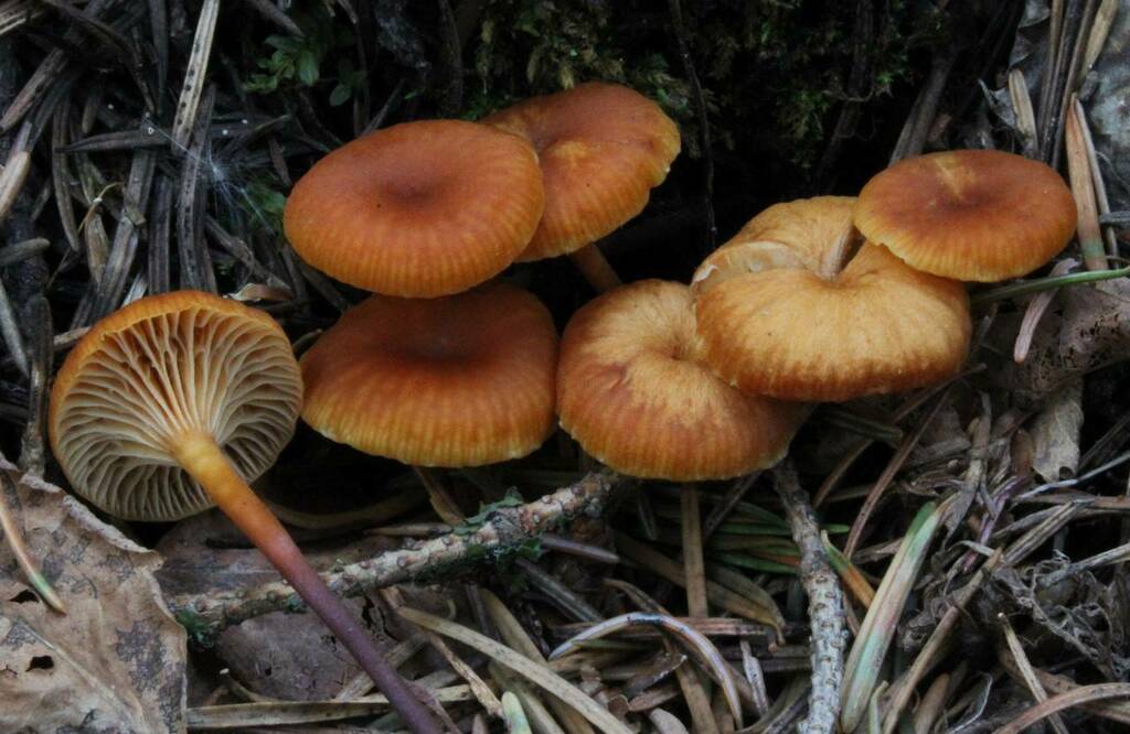 Xeromphalina campanella from Gallatin County, MT, USA on June 06, 2013 ...