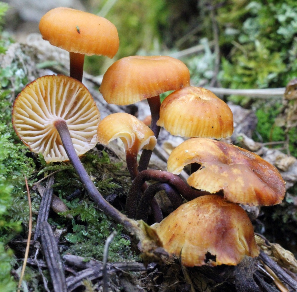 Xeromphalina campanella from Gallatin County, MT, USA on June 22, 2012 ...