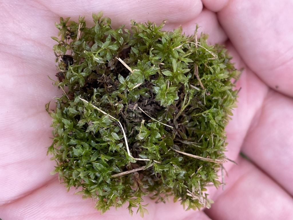Hyophila Moss (Hyophila involuta) - Botanical Realm