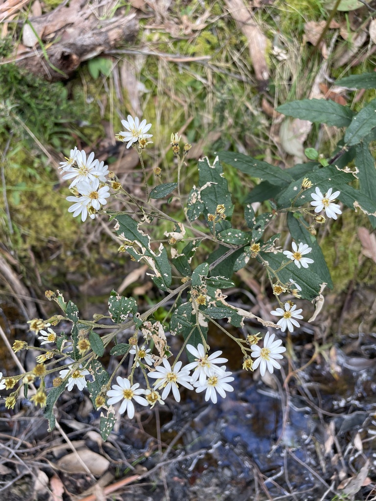 Asthma Bush from Tasmania, South Hobart, TAS, AU on November 06, 2022 ...
