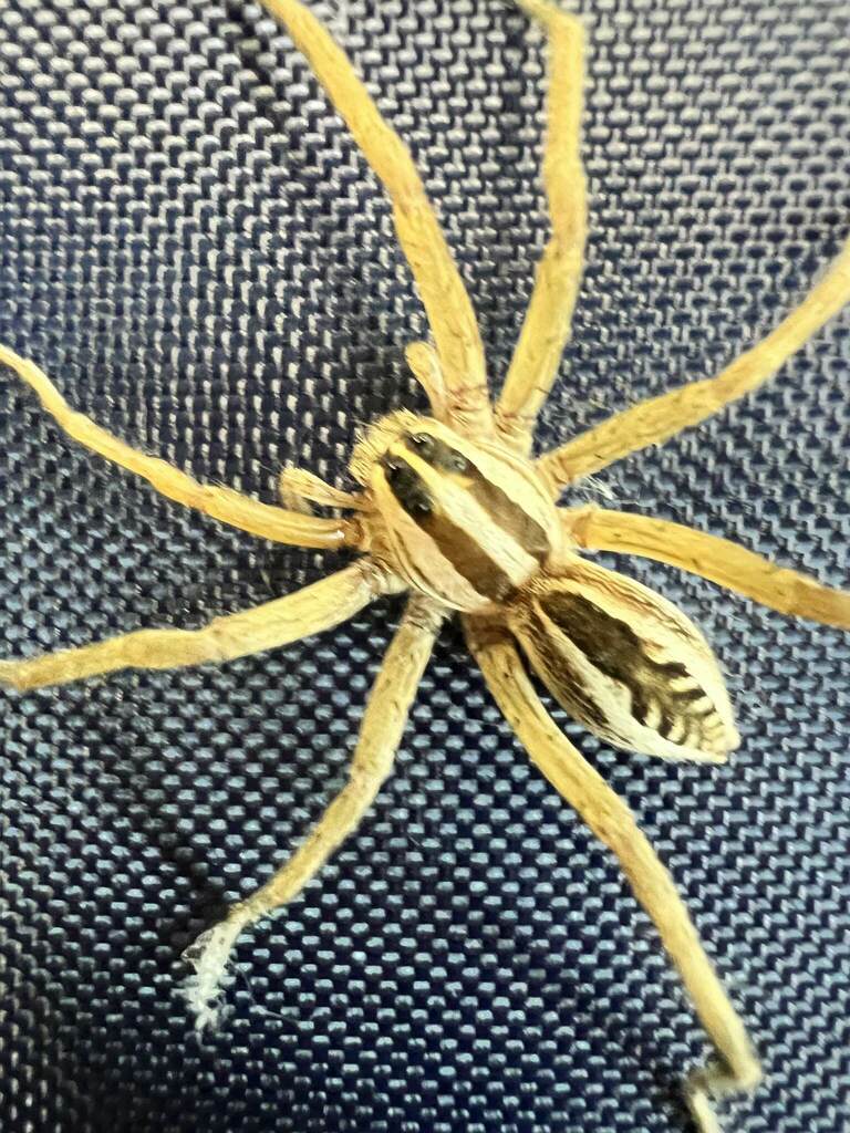 Rabid Wolf Spider from Northwest Side, San Antonio, TX, USA on October ...
