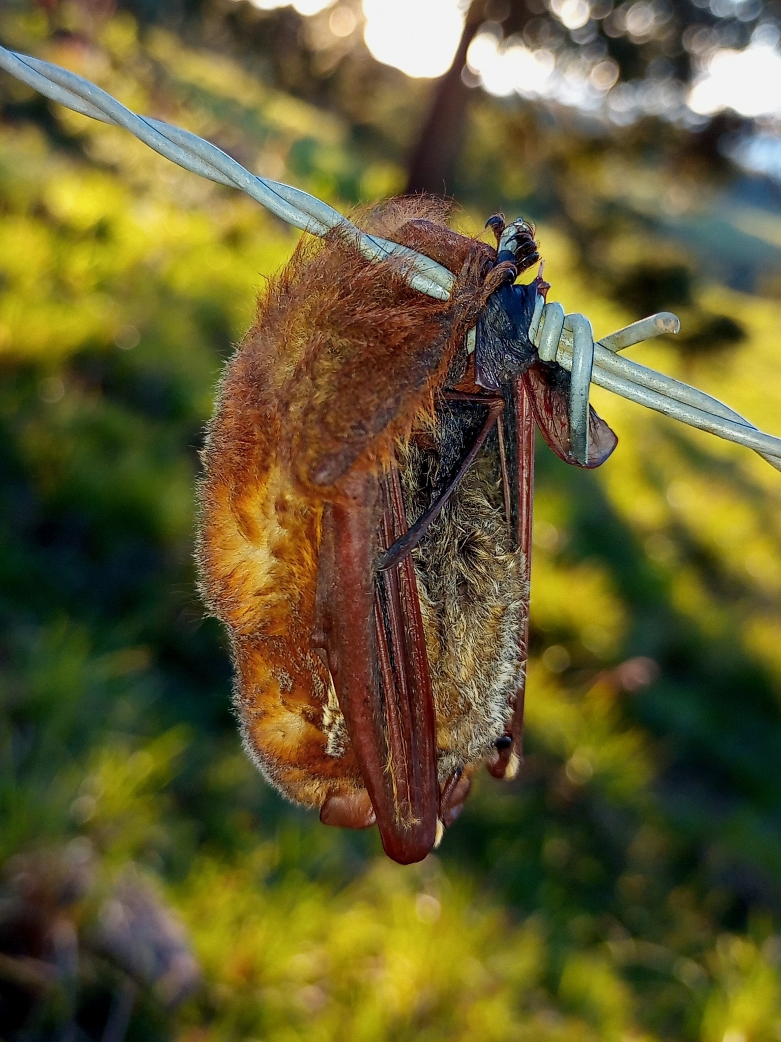 Lasiurus blossevillii (Lesson & Garnot, 1826)