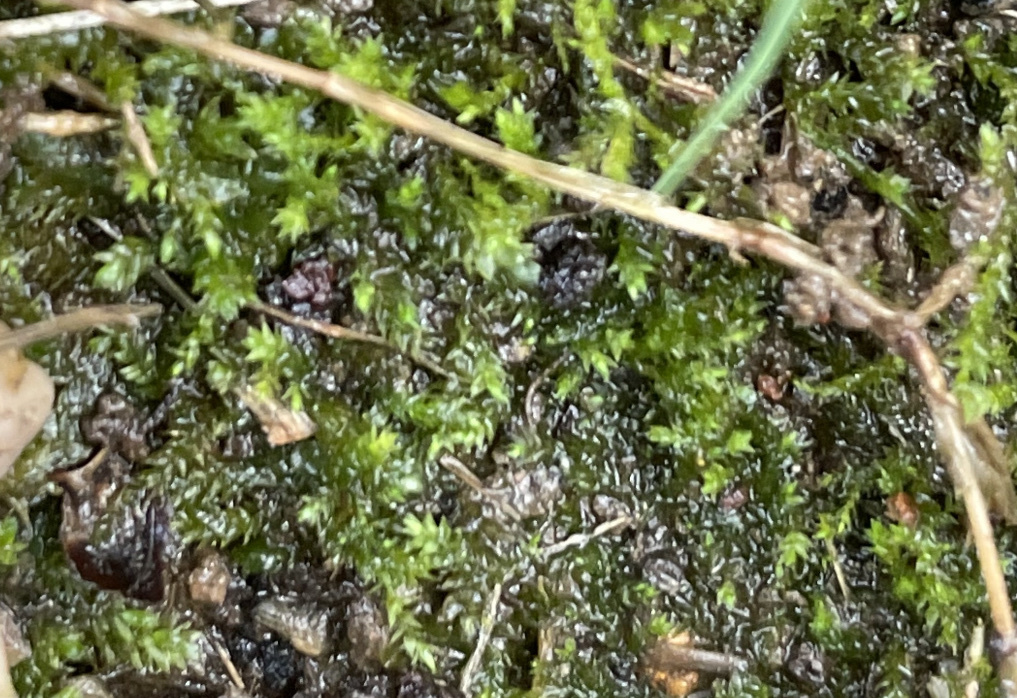Platyhypnidium Moss from Wicklow Dr, Fort Smith, AR, US on October 16 ...