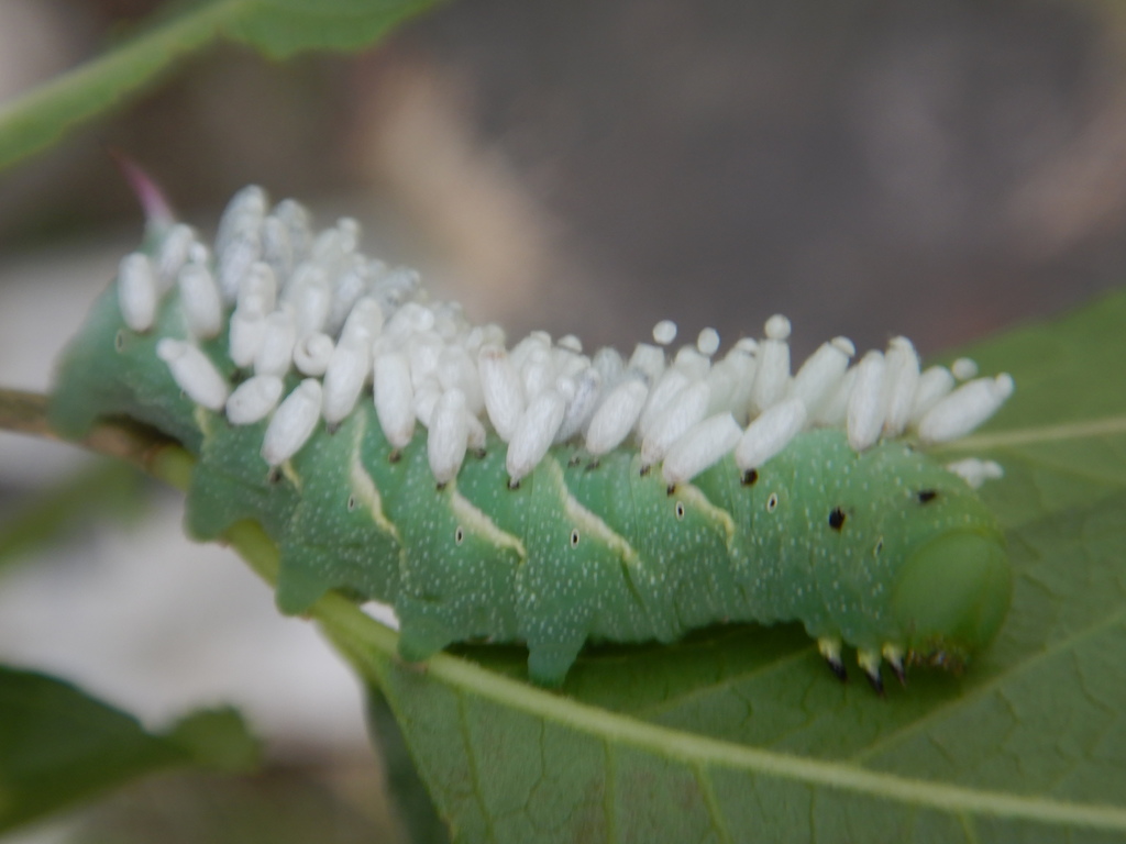 Pawpaw Sphinx from 13 Tate Lane, Hastings County, ON, Canada on August ...