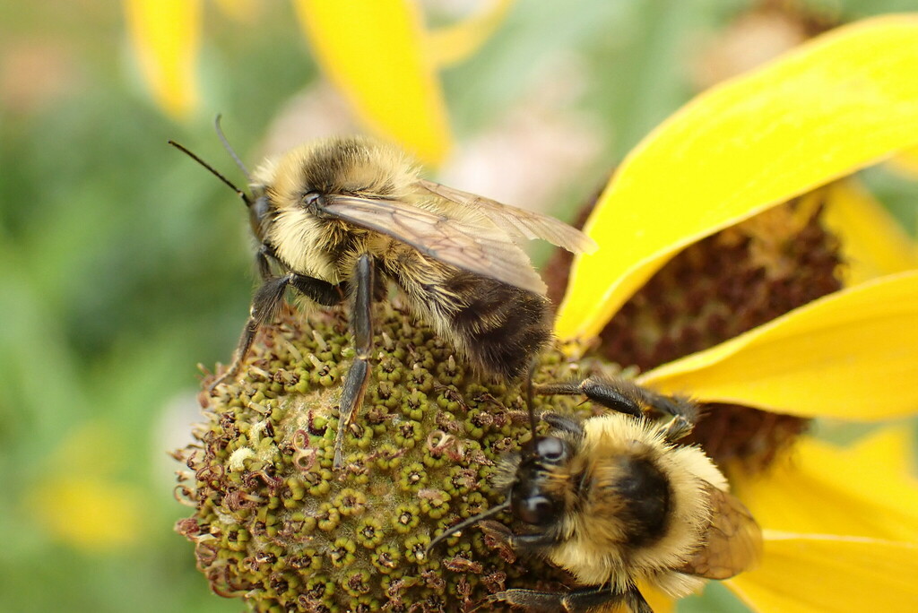 Red-belted Bumble Bee from Douglasdale, Calgary, AB T2Z, Canada on ...