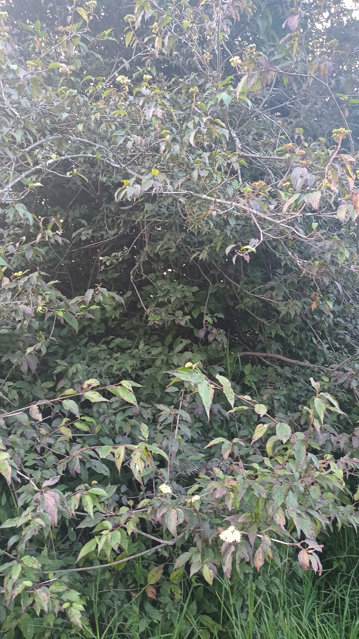 Cornus excelsa Kunth