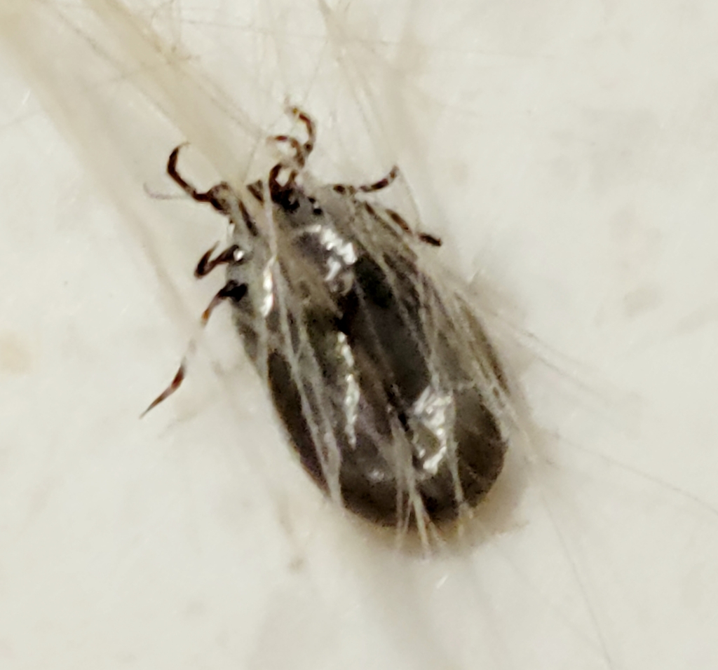 Eastern Black-legged Tick from Harlan, IA 51537, USA on November 06 ...