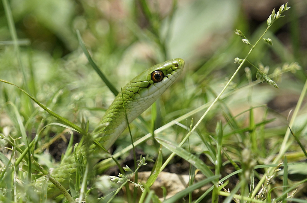 Brazilian Green Racer from Isidoro Noblia, 37000 Departamento de Cerro ...
