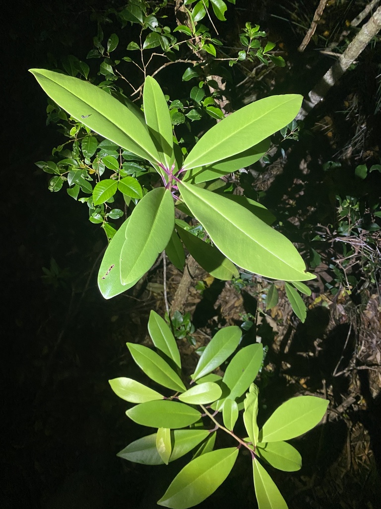 Sand muttonwood from Cooloola Recreation Area, Cooloola, QLD, AU on ...