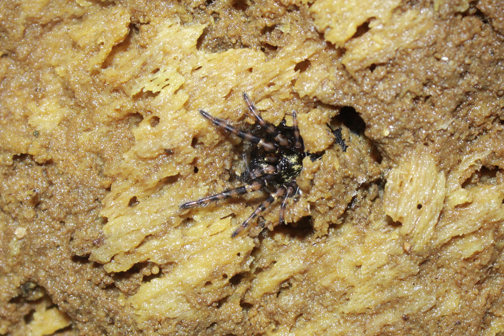Goldeneye Wafer-lid Spiders from Temple Village, Tunapuna/Piarco ...