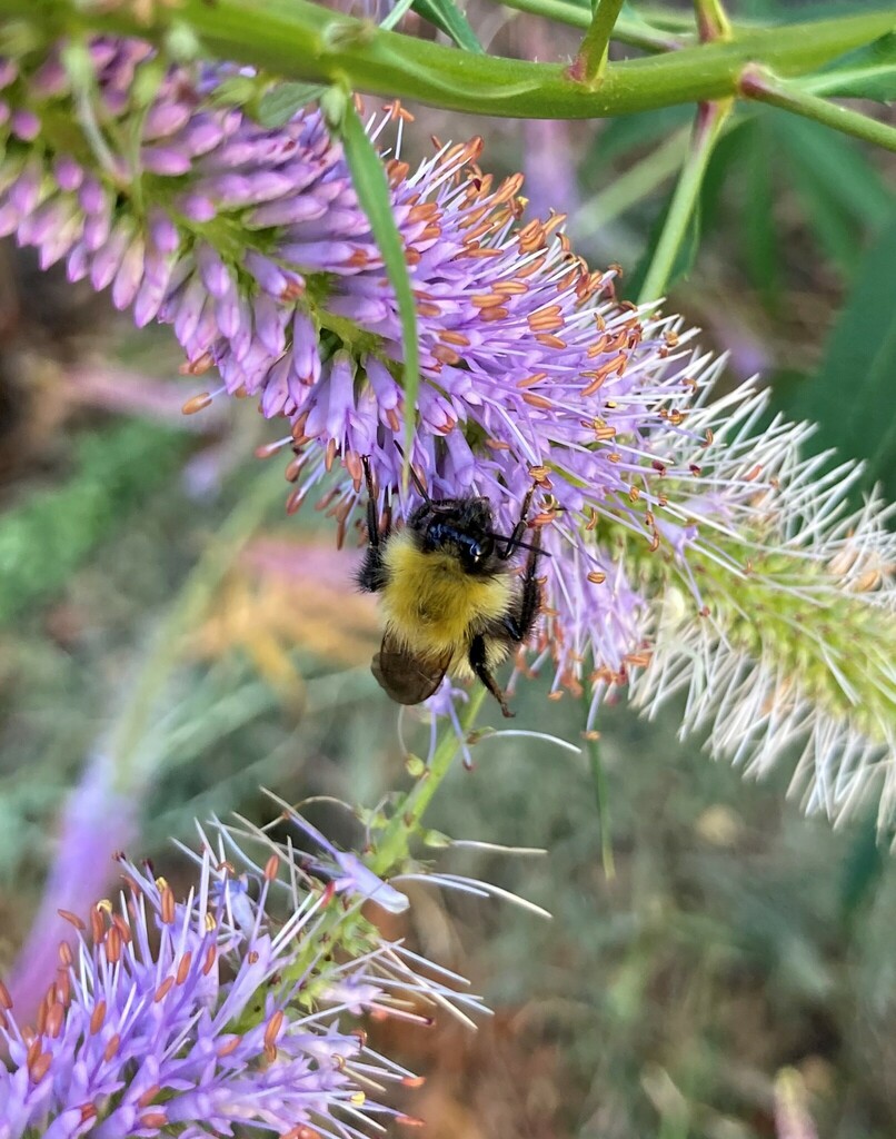 Perplexing Bumble Bee from Douglasdale, Calgary, AB T2Z, Canada on ...