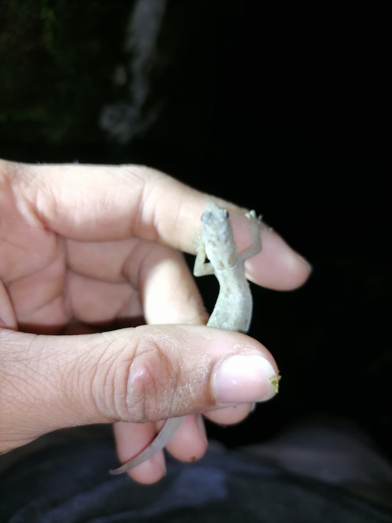 Brilliant South American Gecko from Tunapuna/Piarco Regional ...