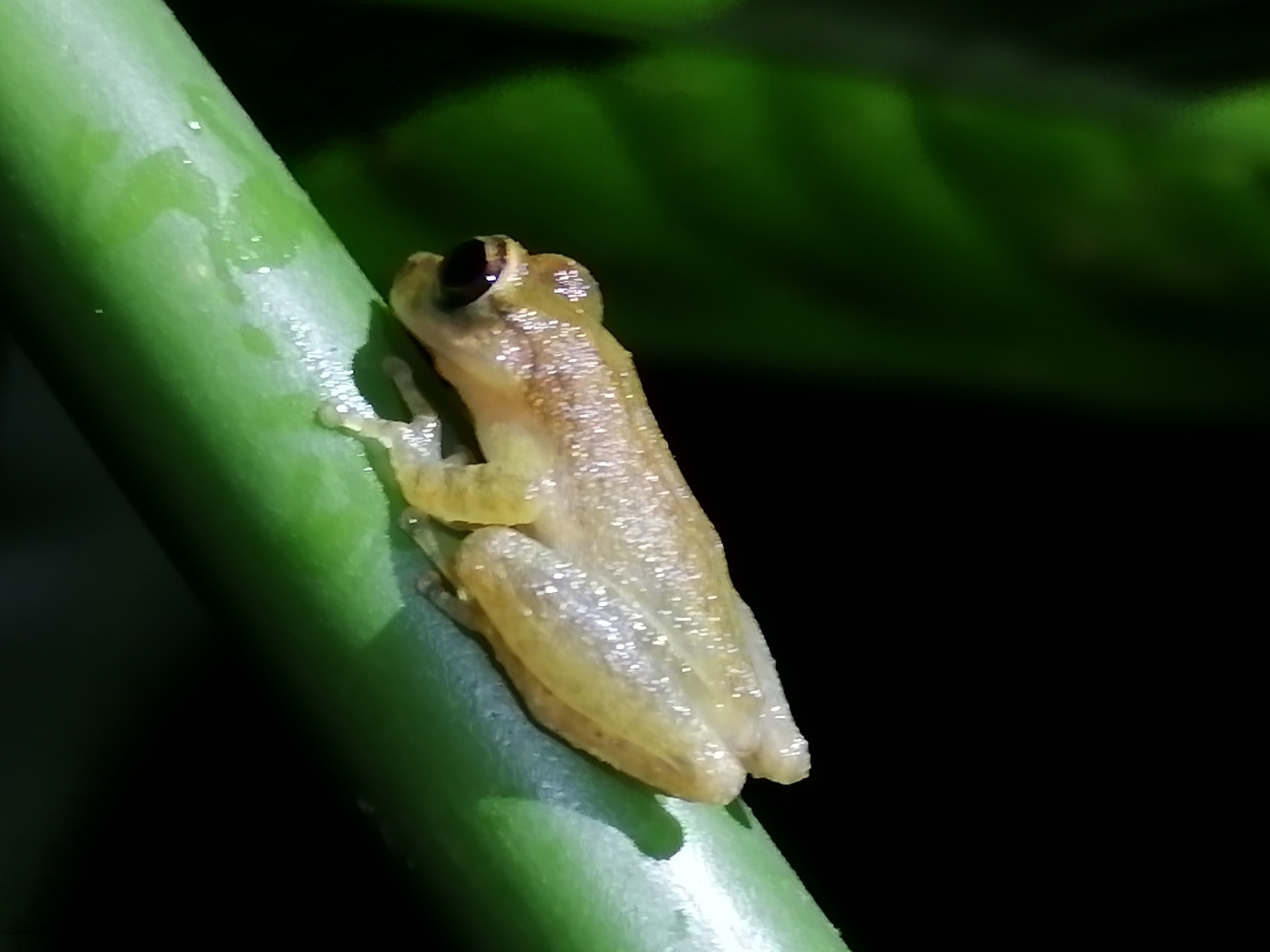 Flectonotus fitzgeraldi (Parker, 1934)