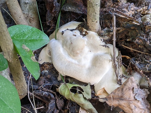 Fomitopsis durescens · iNaturalist Chile