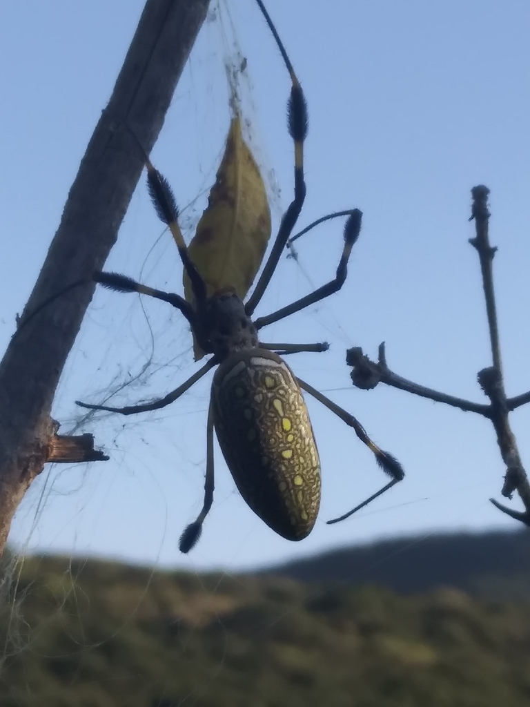 Golden Silk Spider from 45979 Jal., México on November 6, 2022 at 05:11 ...