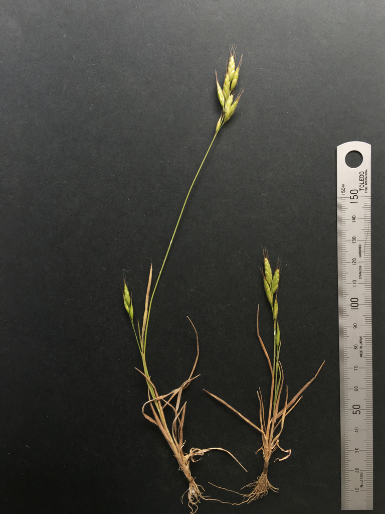 common soft brome from West Melton, New Zealand on November 2, 2022 by ...