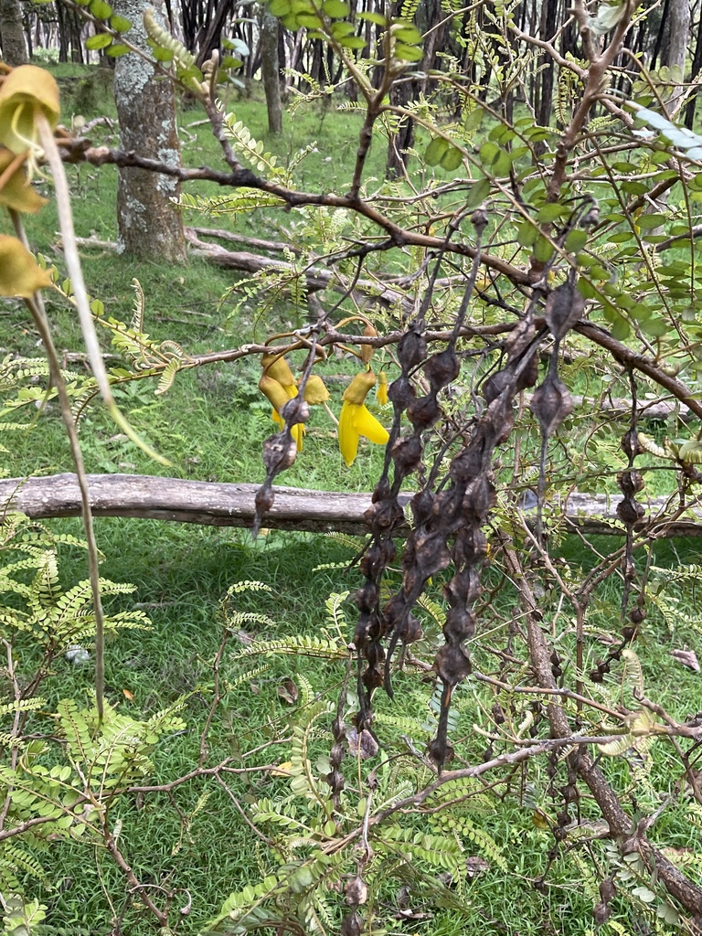 Coastal Kowhai from Cape Reinga 0484, New Zealand on November 7, 2022 ...