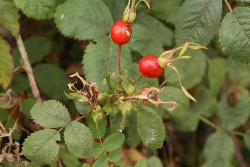 California Wild Rose from San Mateo County, CA, USA on September 2 ...