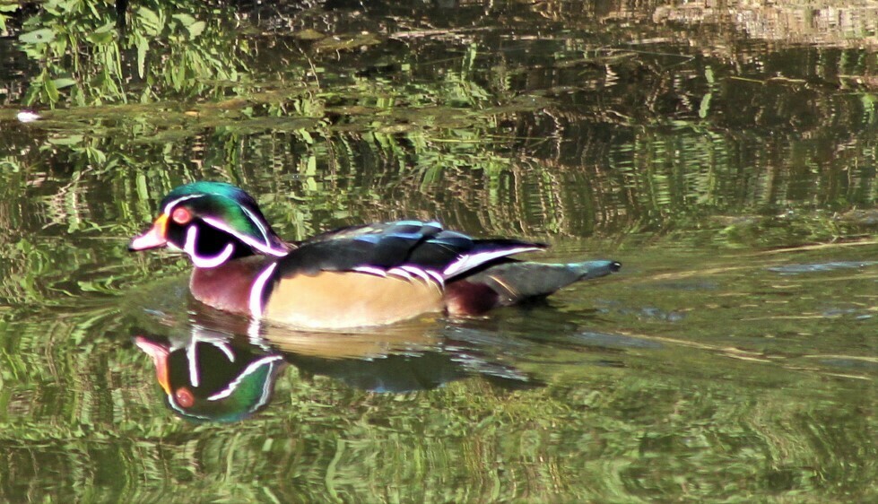 Wood Duck from Santee, CA, USA on November 05, 2022 at 09:52 AM by ...