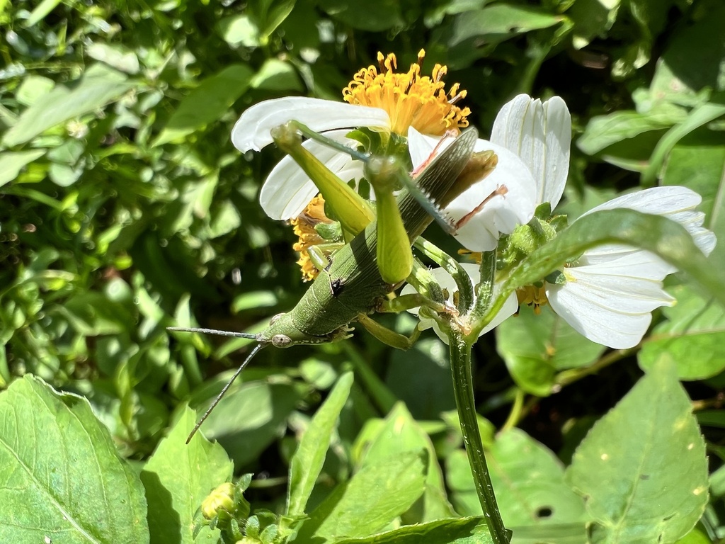 Tagasta marginella from 陽明公園, TW on November 5, 2022 at 11:23 AM by ...