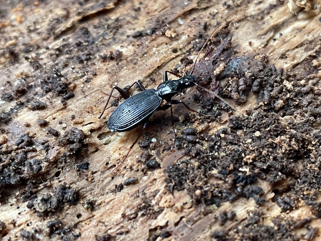 Platynus angustatus from Oakland, MD, US on November 2, 2022 at 03:51 ...